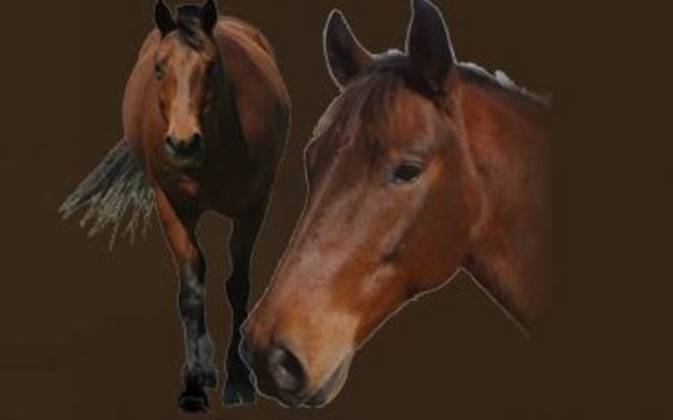 Happy Trails Ranch • Visit Tallahassee