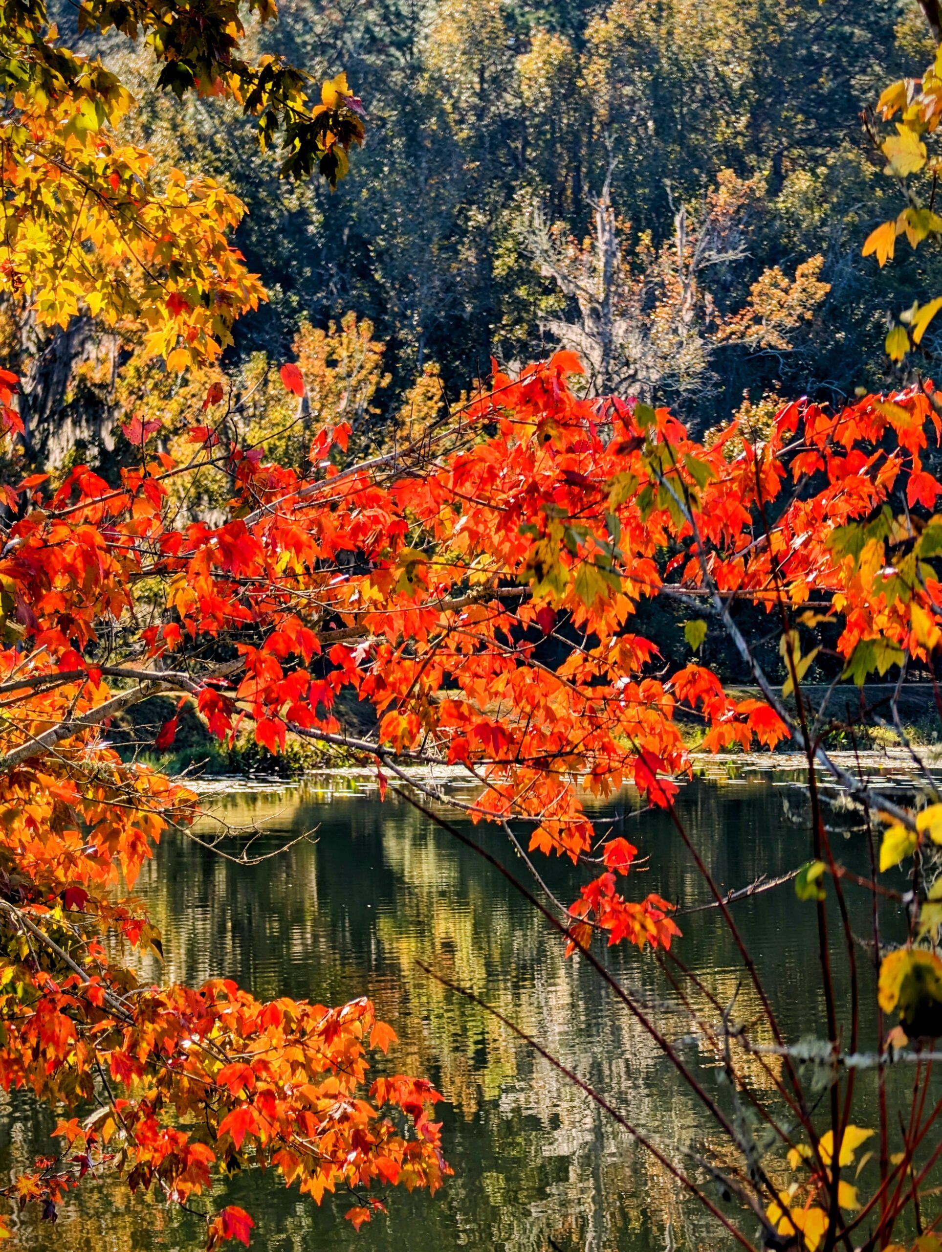 Best Fall Foliage Spots in Tallahassee | Tallahassee in the Fall