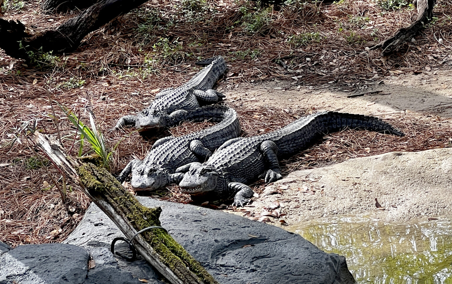 Alligator Exhibit Tallahassee Museum • Visit Tallahassee